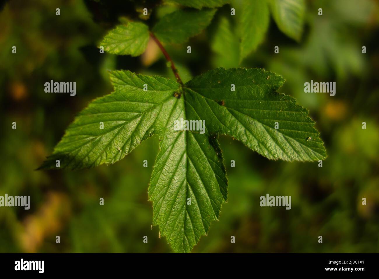 single wild flower leaf on a natural green background Stock Photo - Alamy