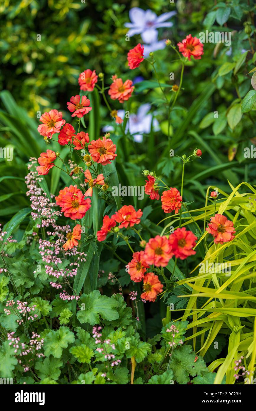 Geum ‘Coral Tempest’ Stock Photo - Alamy