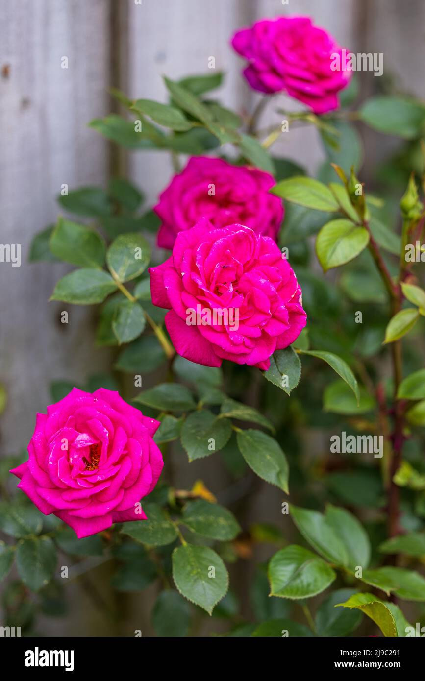 Gloriana rose hi-res stock photography and images - Alamy