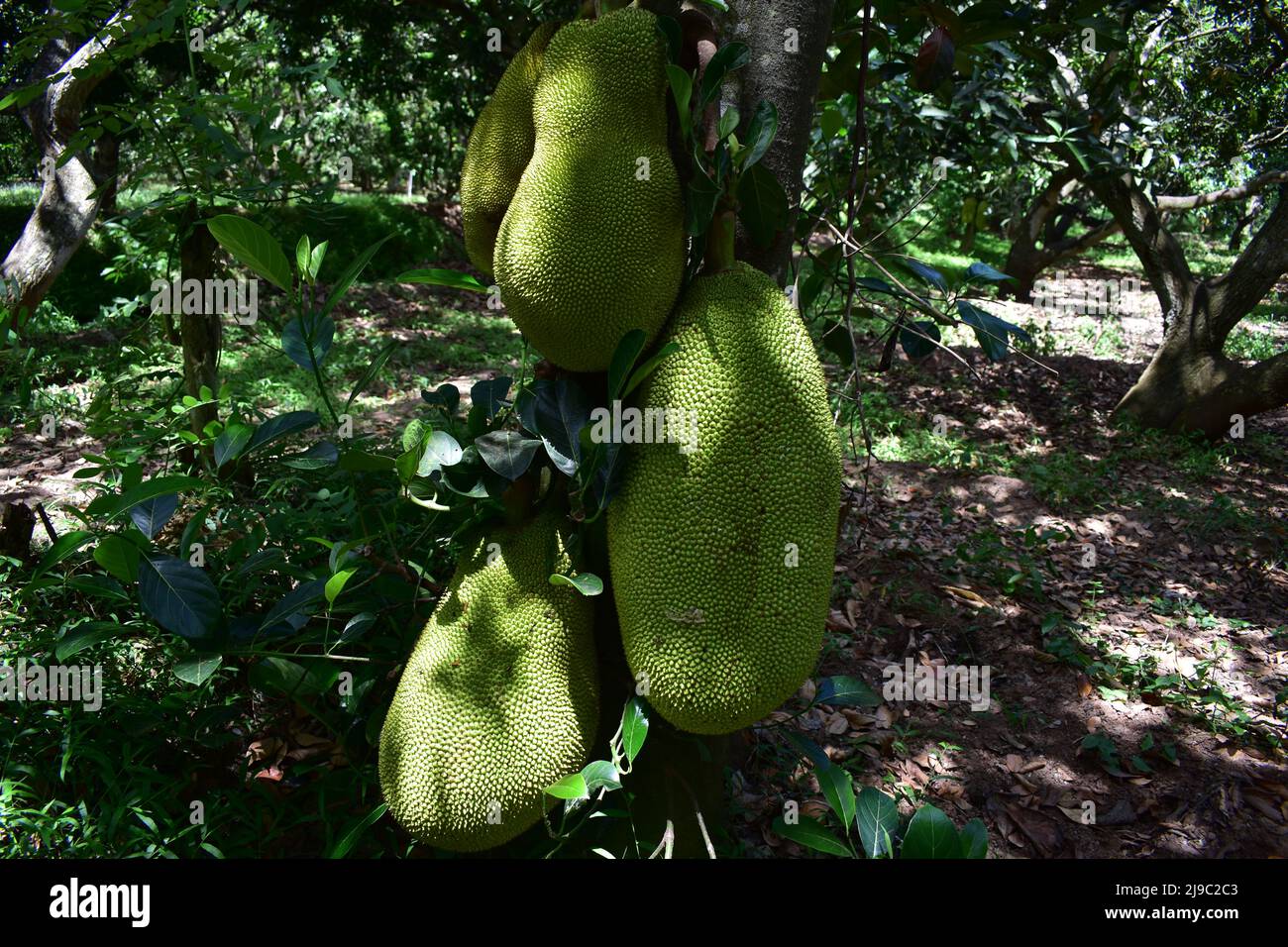 Fresh Jackfruit on tree in a farm Stock Photo - Alamy