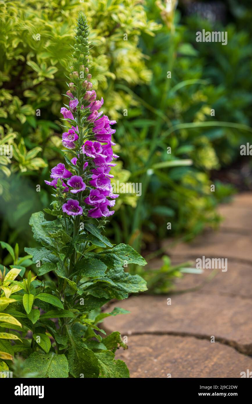Digitalis purpurea 'Dalmatian Purple' Stock Photo - Alamy