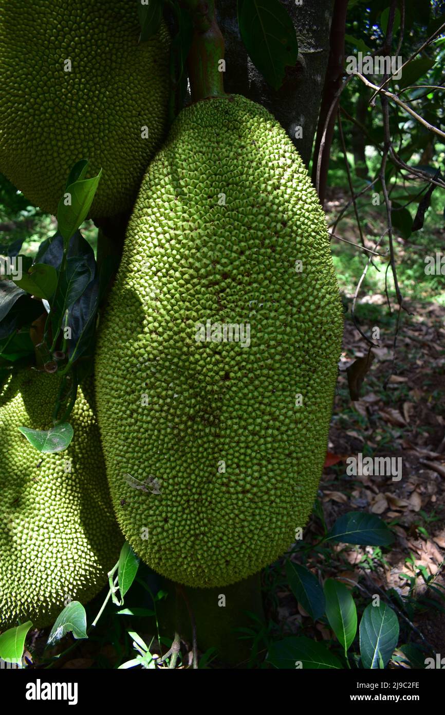 Fresh Jackfruit on tree in a farm Stock Photo - Alamy