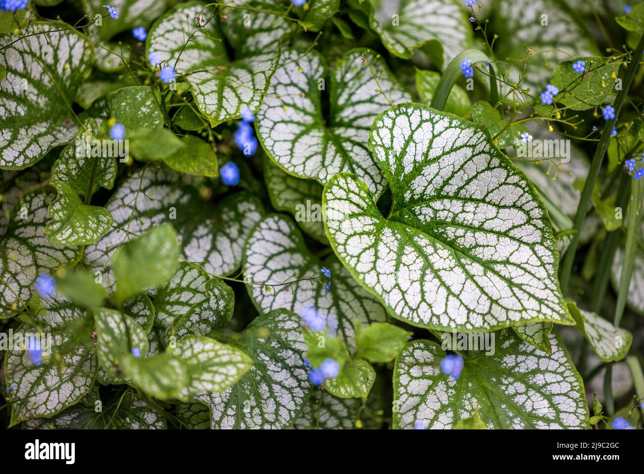 Brunnera macrophylla ‘Jack Frost’ Stock Photo - Alamy