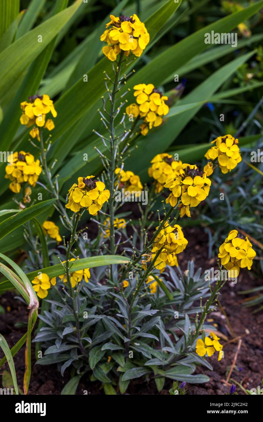 Erysimum 'Walberton's Fragrant Sunshine' Stock Photo - Alamy