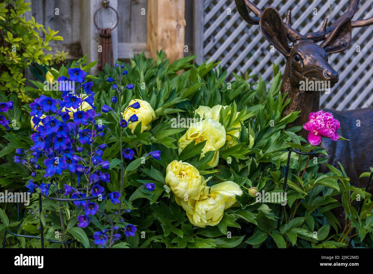 Paeonia 'Bartzella' & Paeonia lactiflora 'Sarah Bernhardt' looking ...