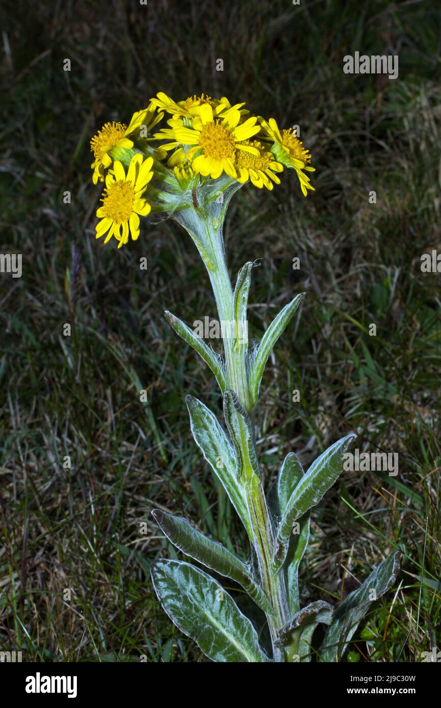 Tephroseris integrifolia subsp. maritima (South Stack fleawort) is ...