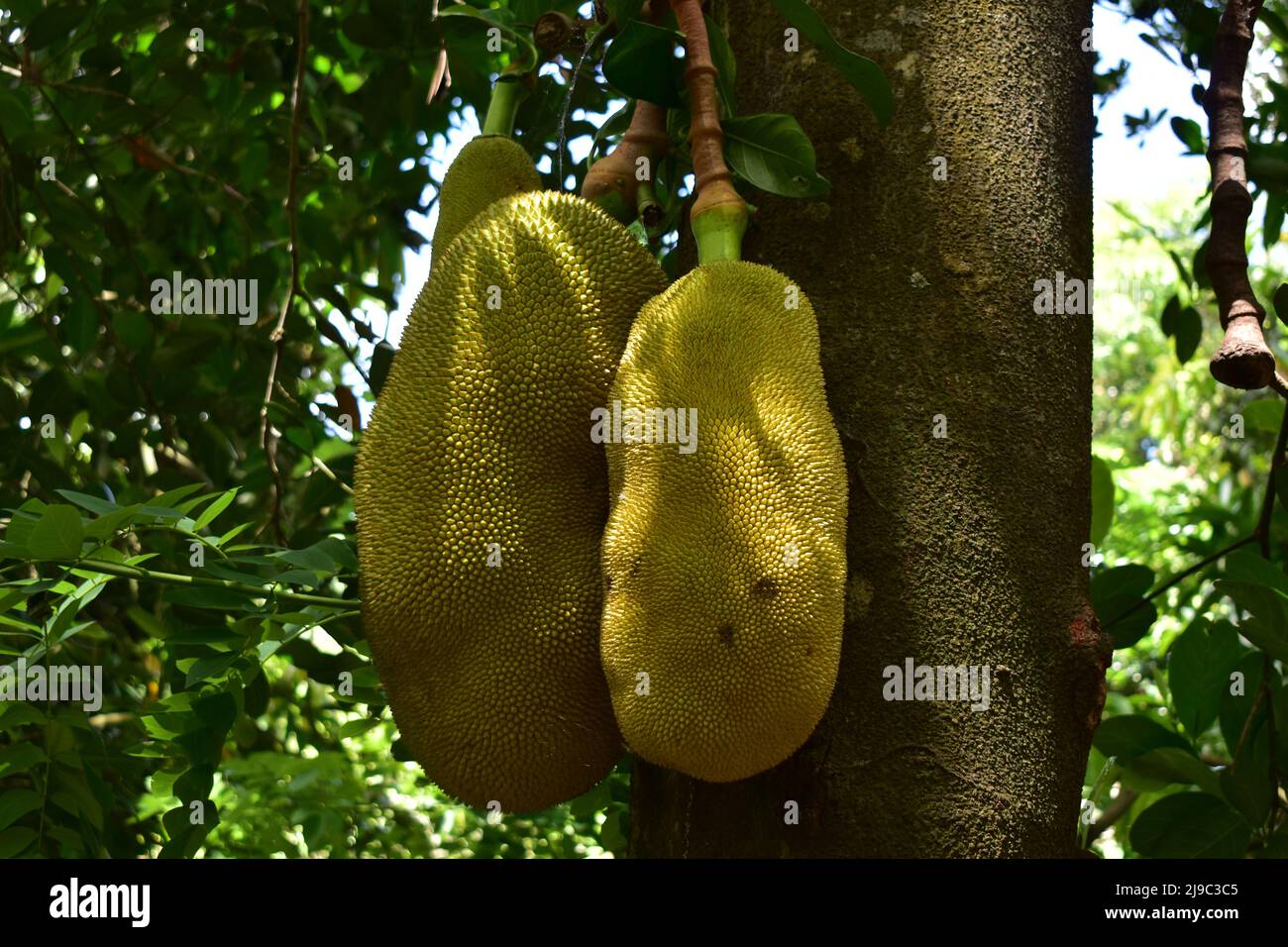 Fresh Jackfruit on tree in a farm Stock Photo - Alamy