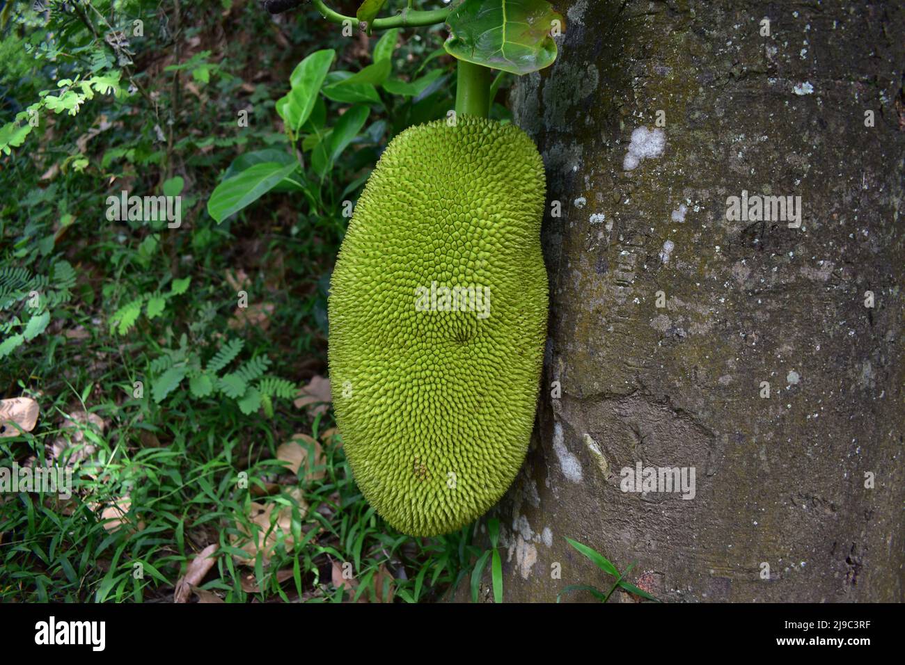 Fresh Jackfruit on tree in a farm Stock Photo - Alamy