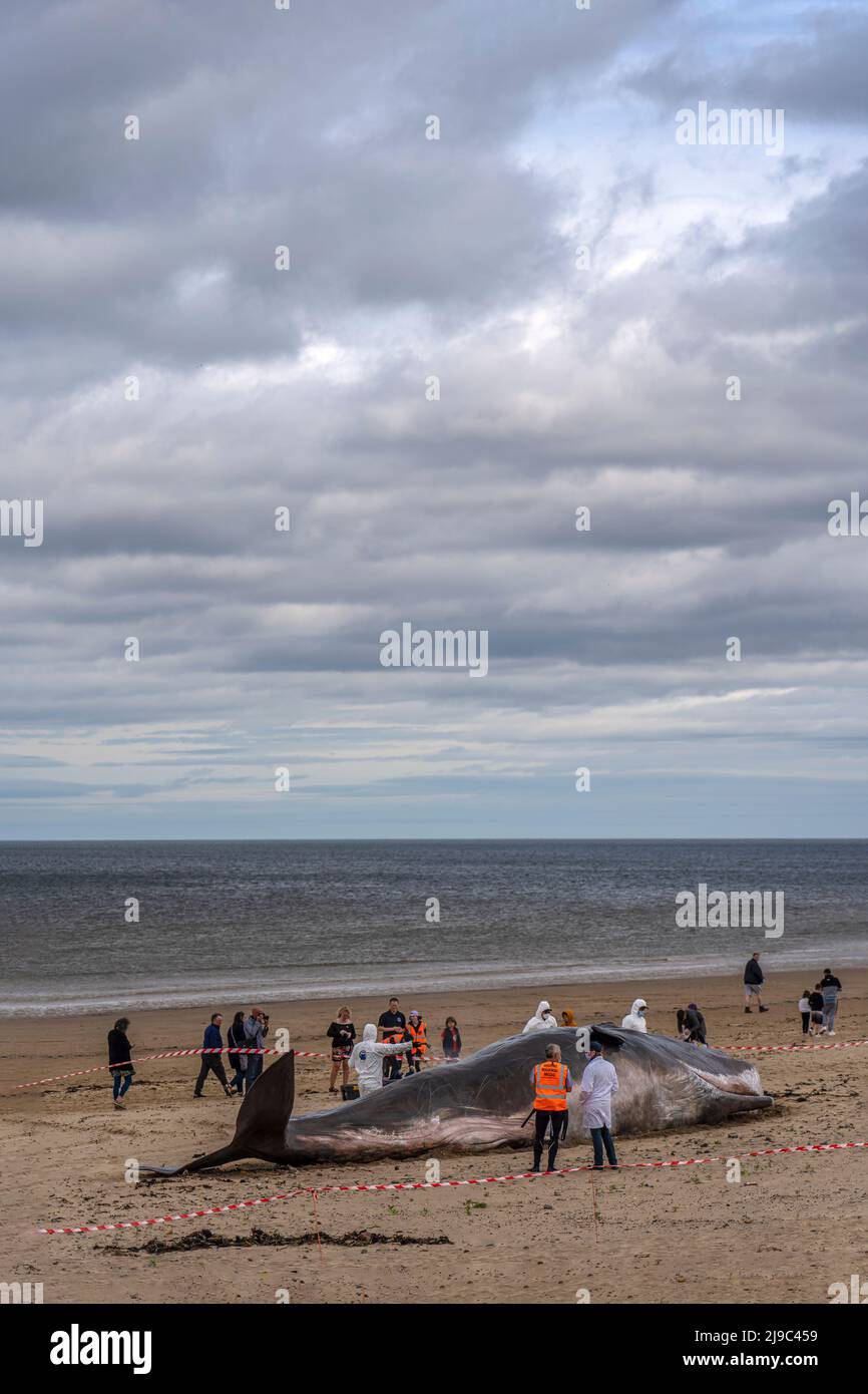 An interactive street theatre company, featuring a hyper realistic ...