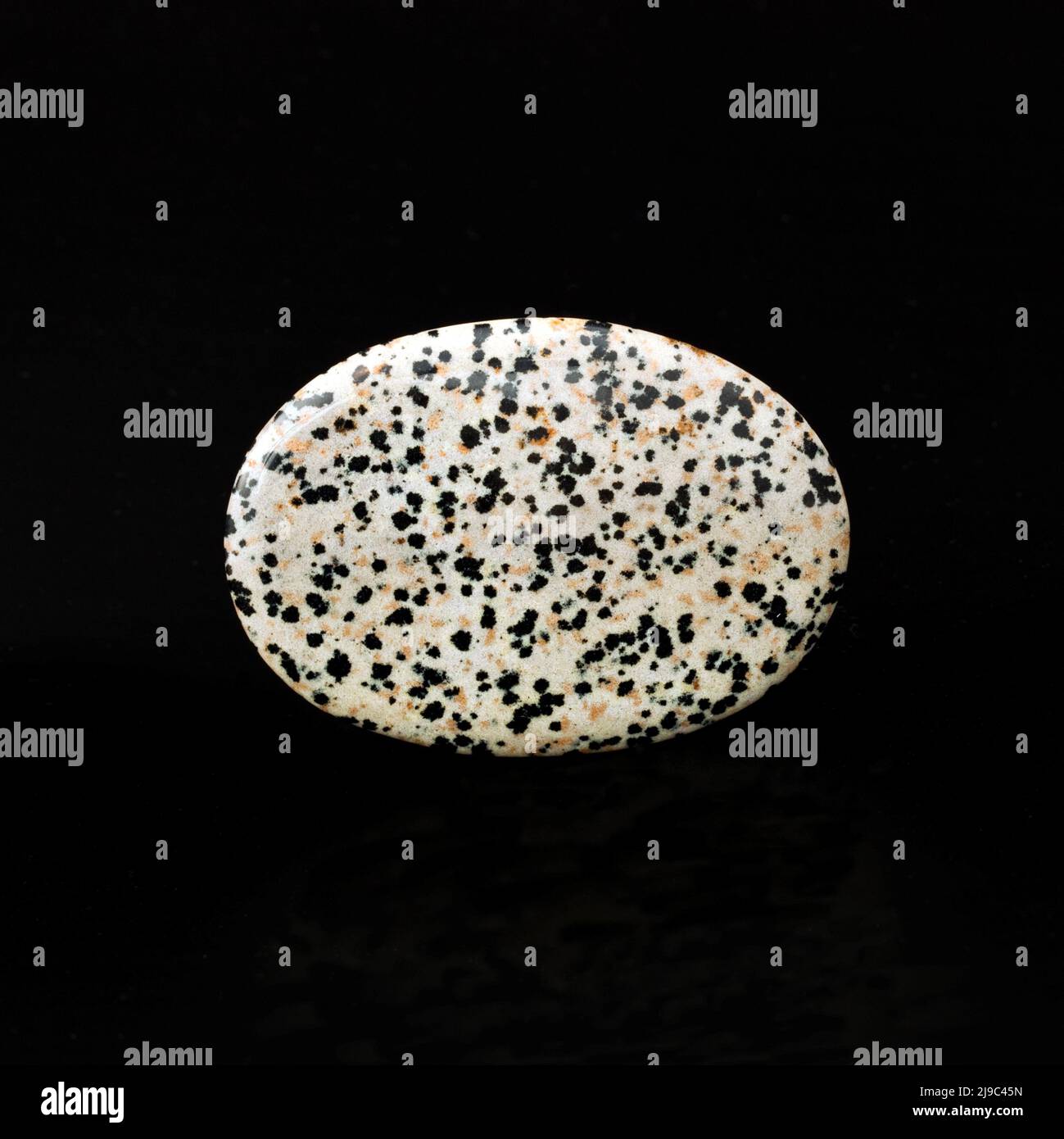 Macro close up colour photograph of Dalmatian Jasper 'Palmstone' a semi ...