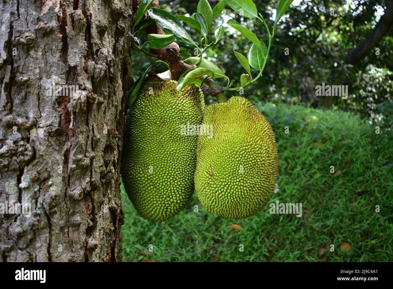 Fresh Jackfruit on tree in a farm Stock Photo - Alamy