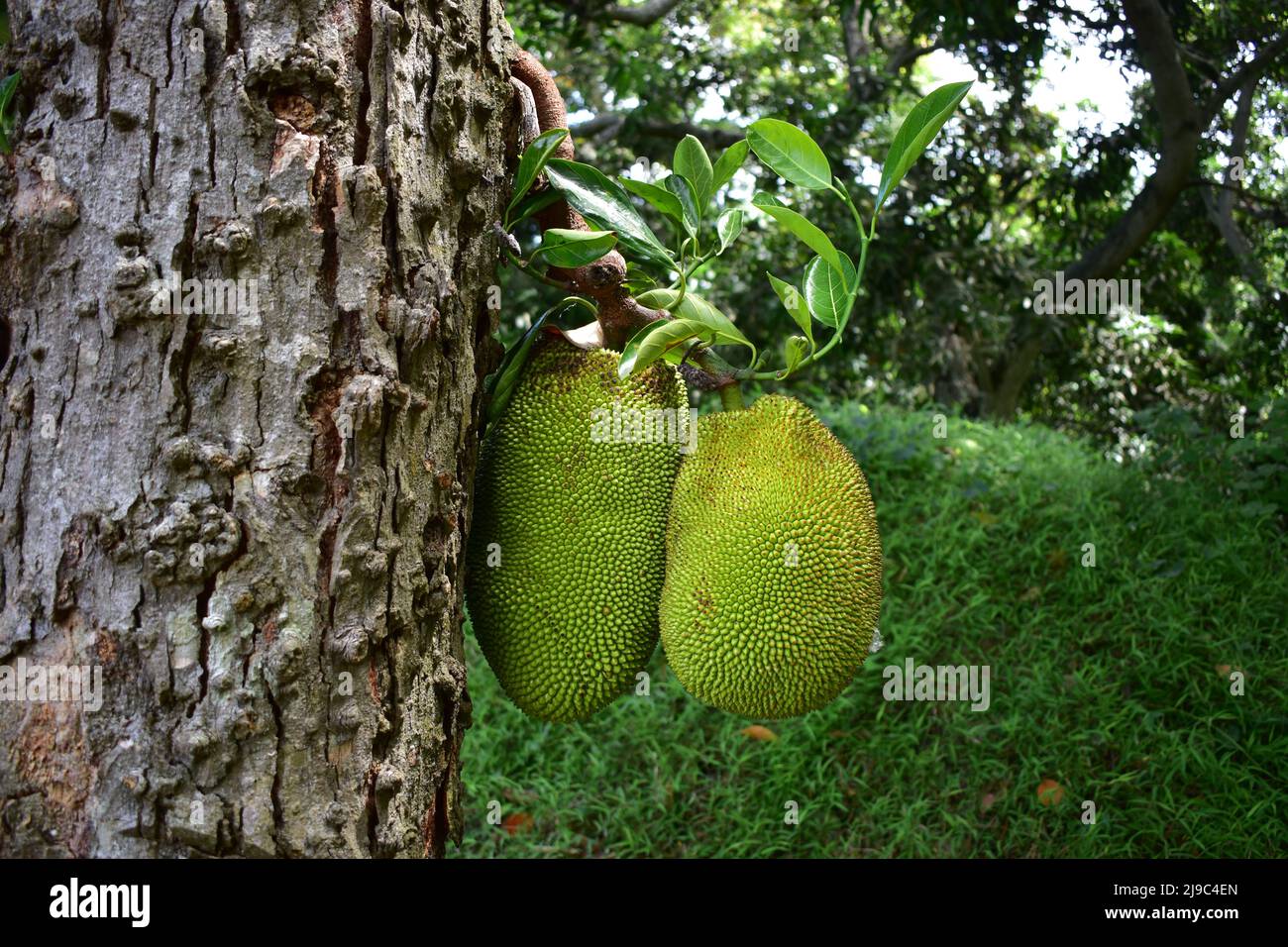 Fresh Jackfruit on tree in a farm Stock Photo - Alamy