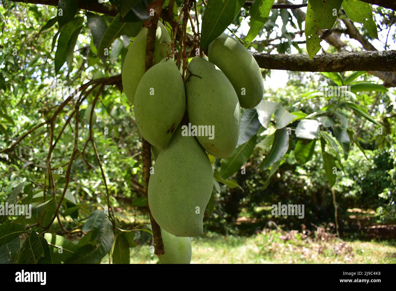 Fresh Jackfruit on tree in a farm Stock Photo - Alamy