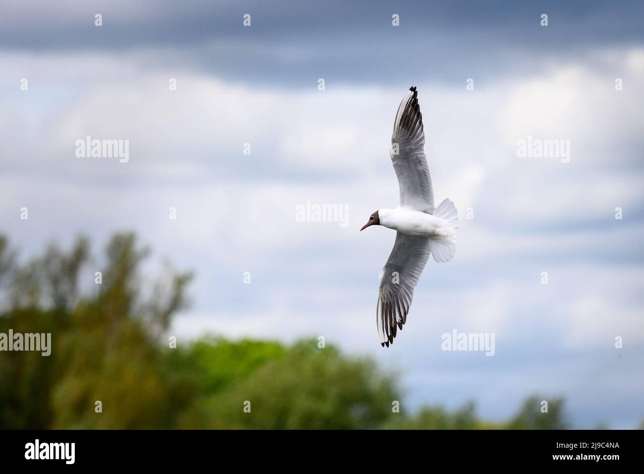 single Black headed seagull flying Stock Photo - Alamy