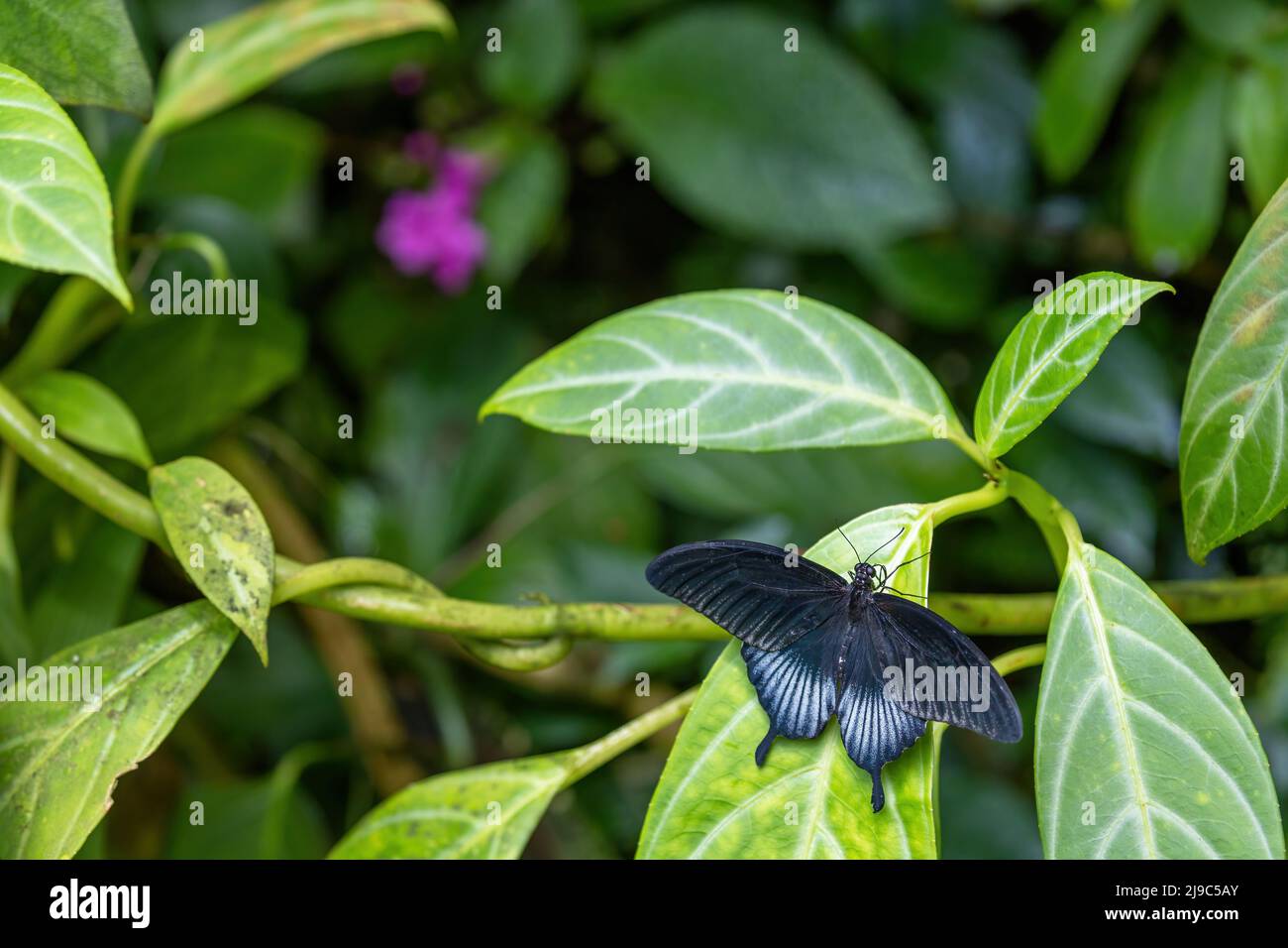 Great Mormon Butterfly with open wings sitting on green plant closeup ...