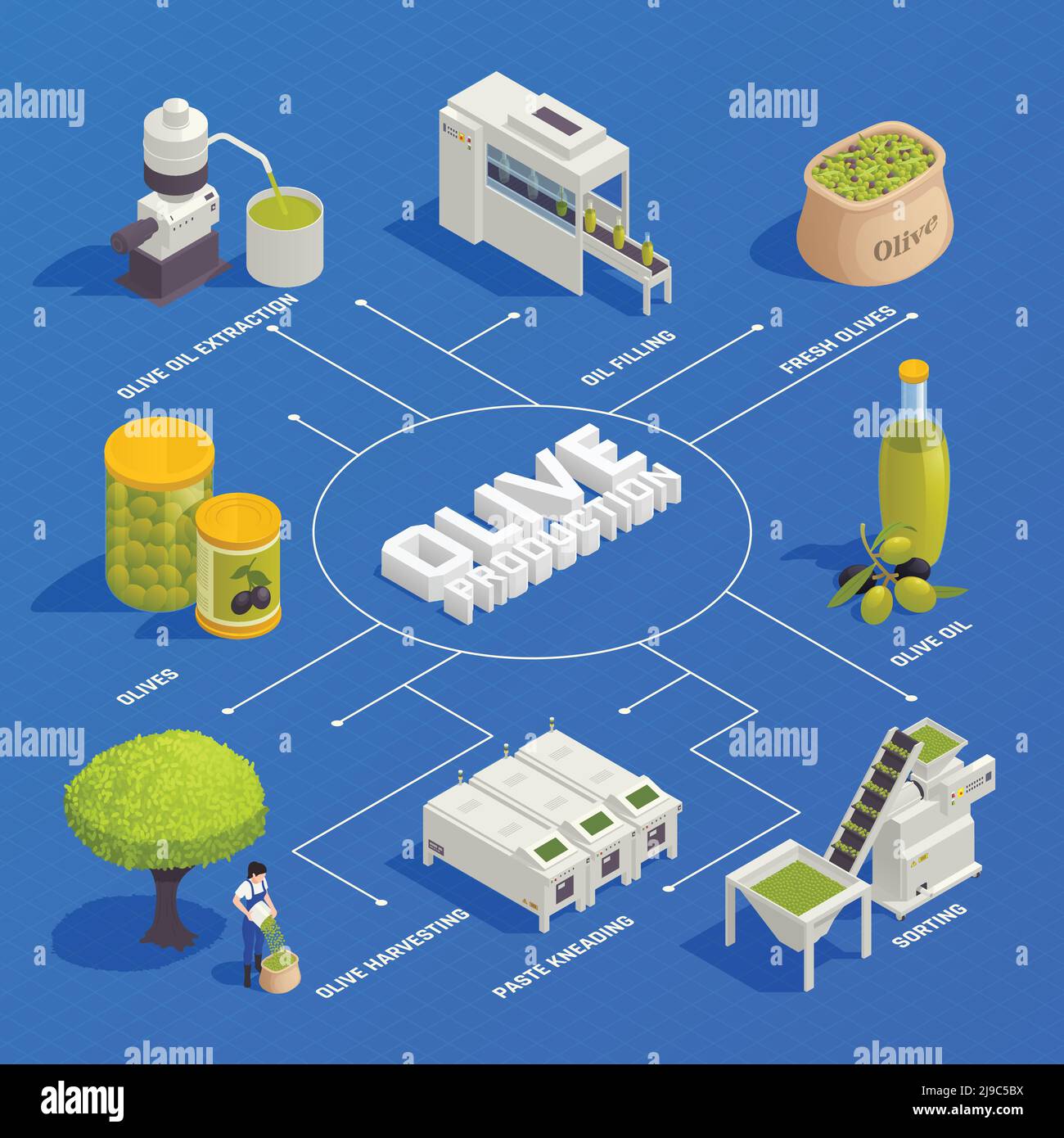 Olive production isometric flowchart with fruit harvesting sorting ...