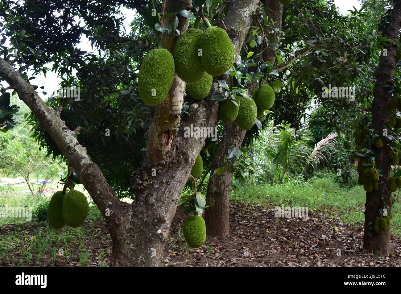 Fresh Jackfruit on tree in a farm Stock Photo - Alamy