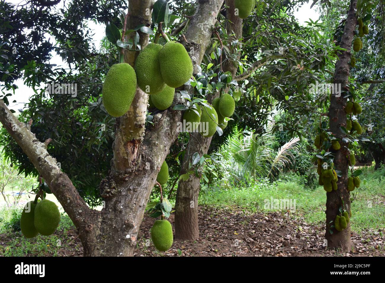 Fresh Jackfruit on tree in a farm Stock Photo - Alamy