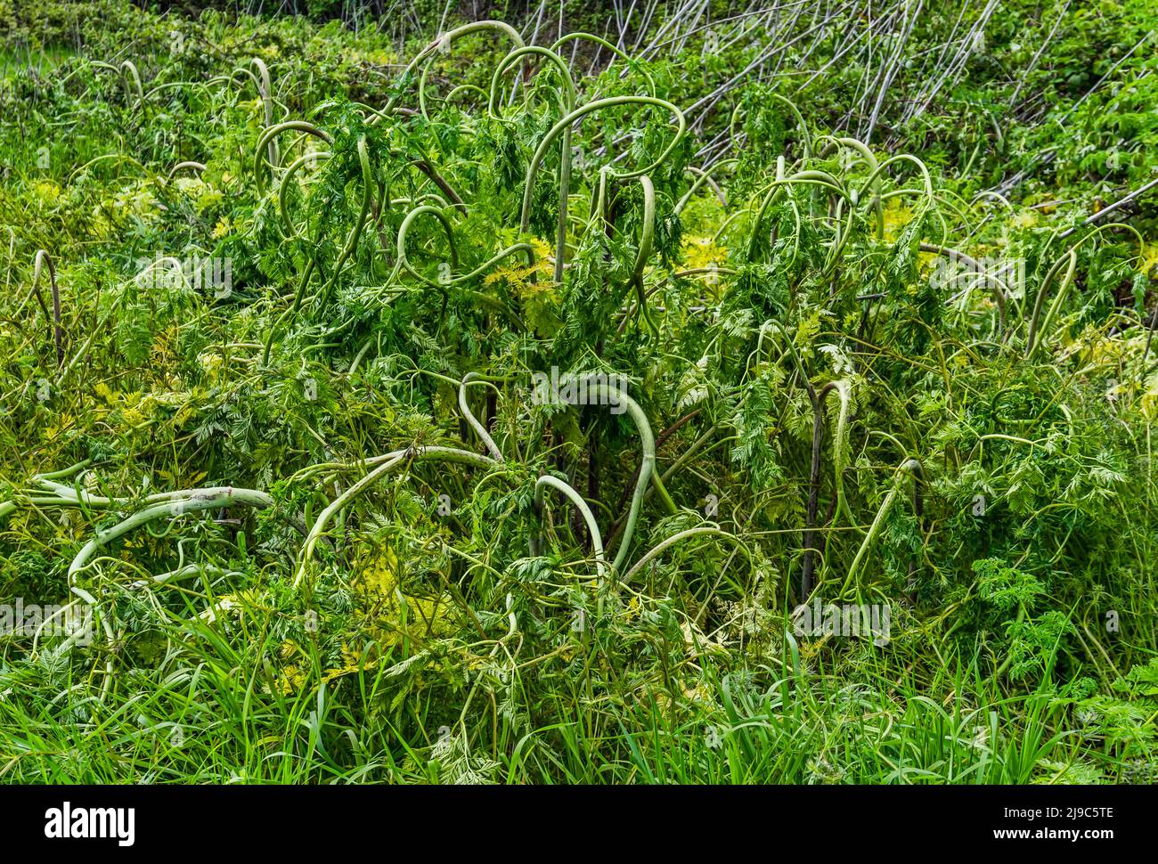Abstract curling plants in South Seattle, Washington Stock Photo - Alamy