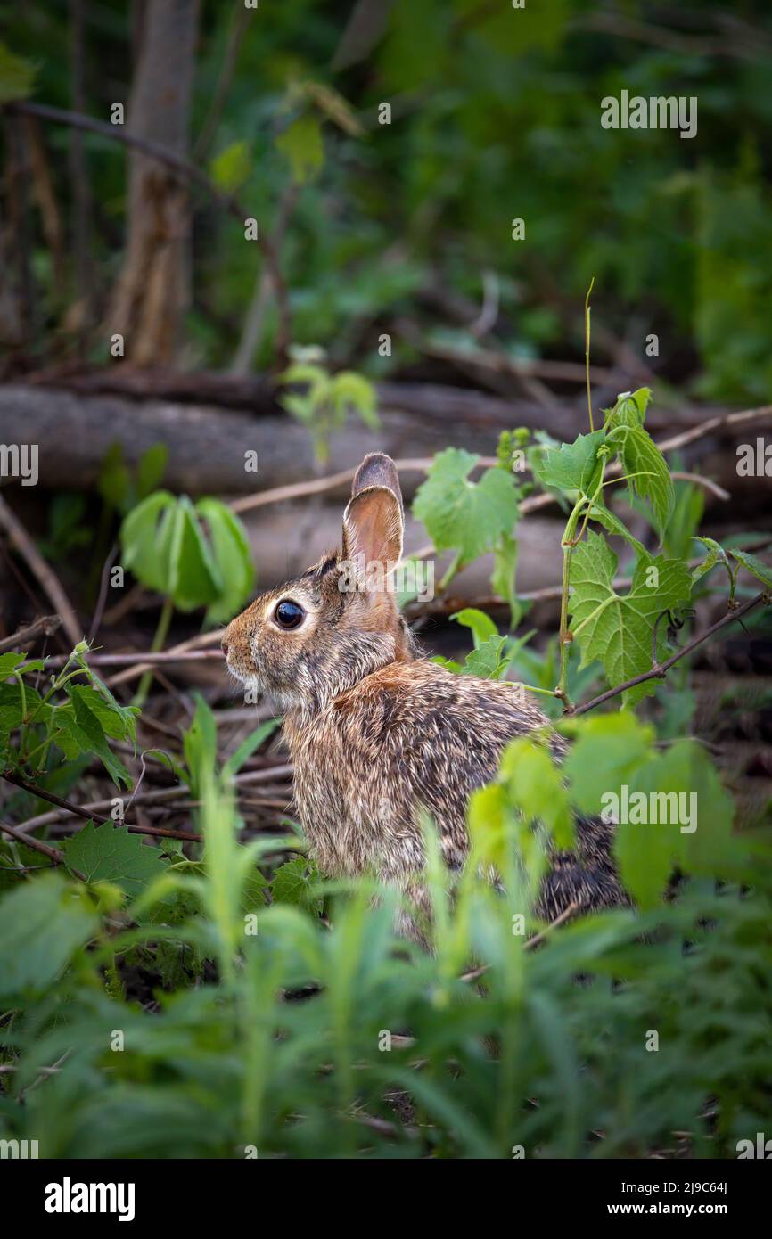 Cottontail Rabbit hiding in the forest Stock Photo - Alamy