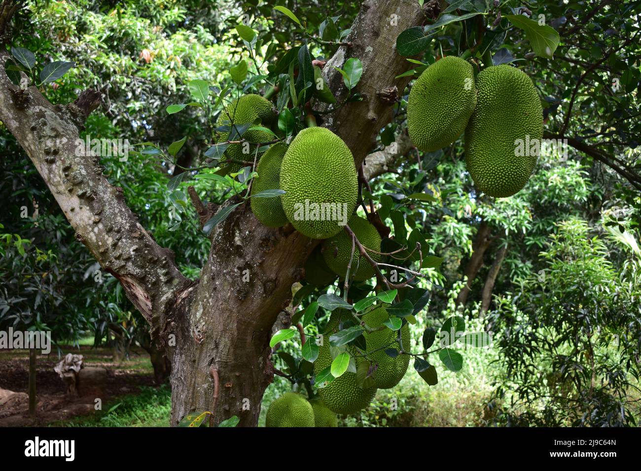 Fresh Jackfruit on tree in a farm Stock Photo - Alamy