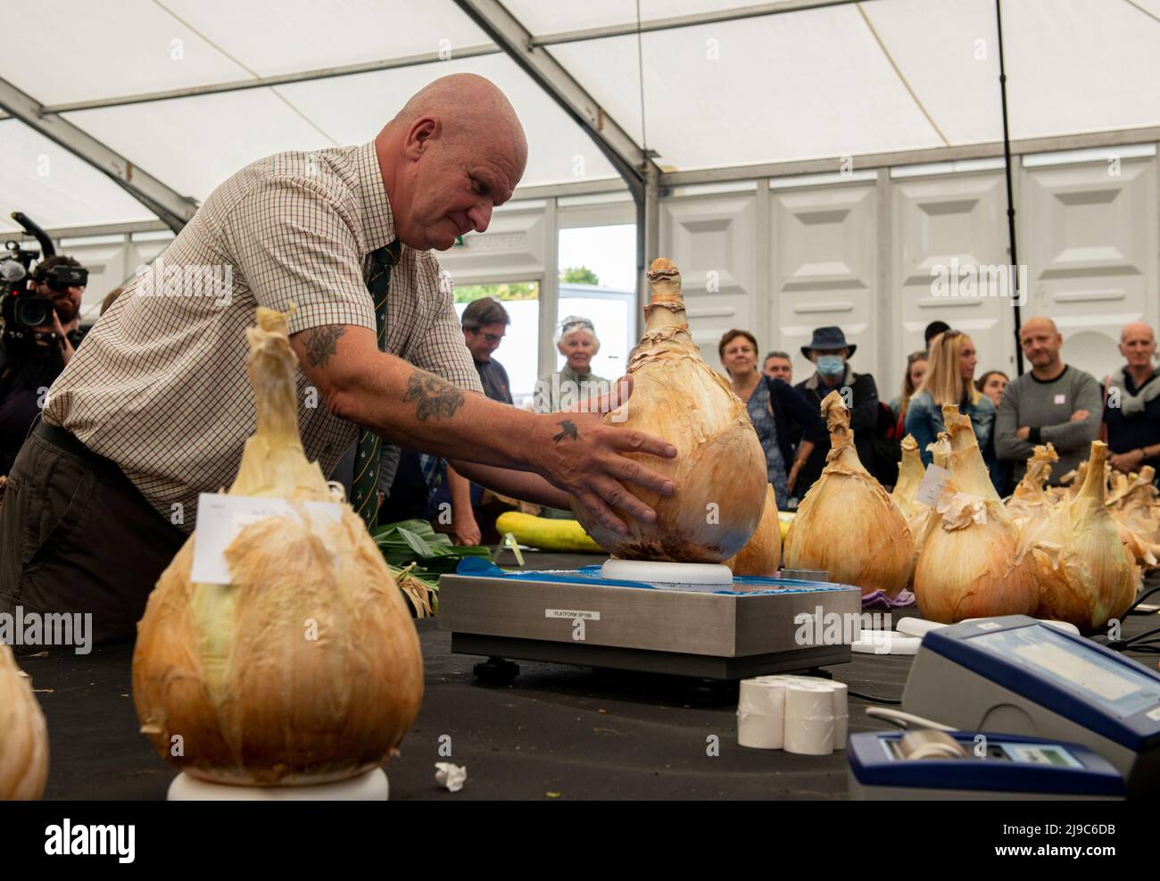 One of the judges of the biggest onion competition weighs a huge onion ...