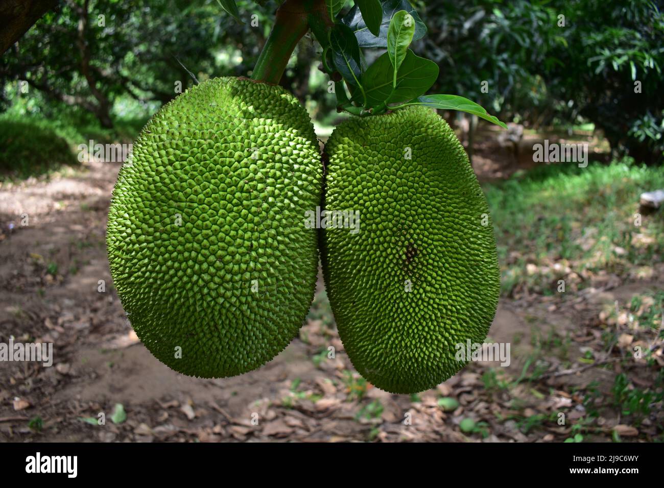 Fresh Jackfruit on tree in a farm Stock Photo - Alamy