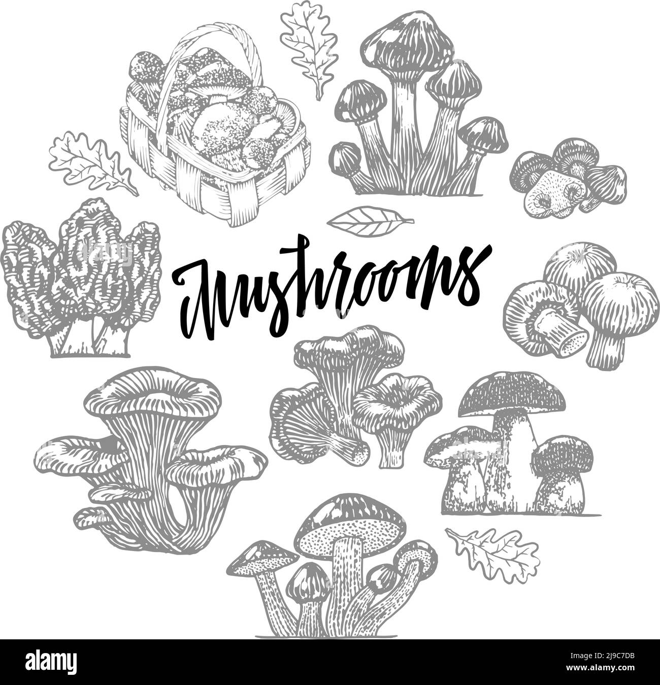Edible mushroom icons round template in hand drawn style on white ...