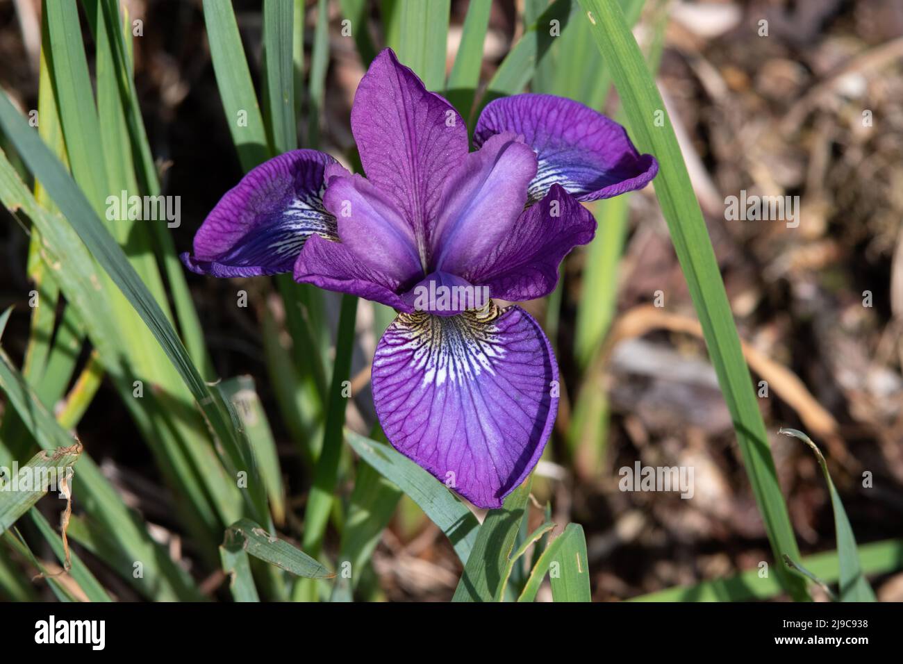 Siberian iris 'Sparkling Rose' Stock Photo - Alamy