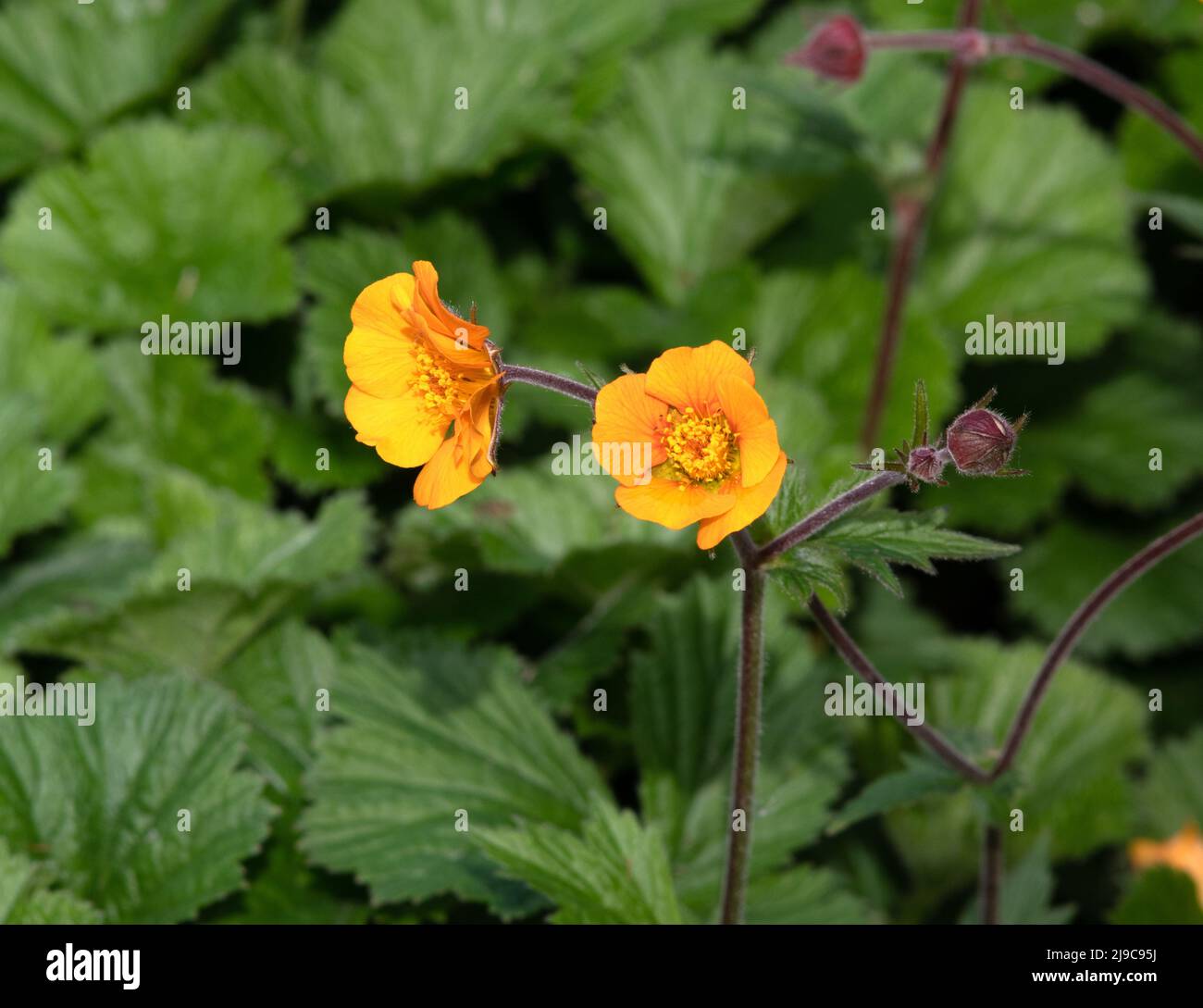 Geum garden hi-res stock photography and images - Alamy