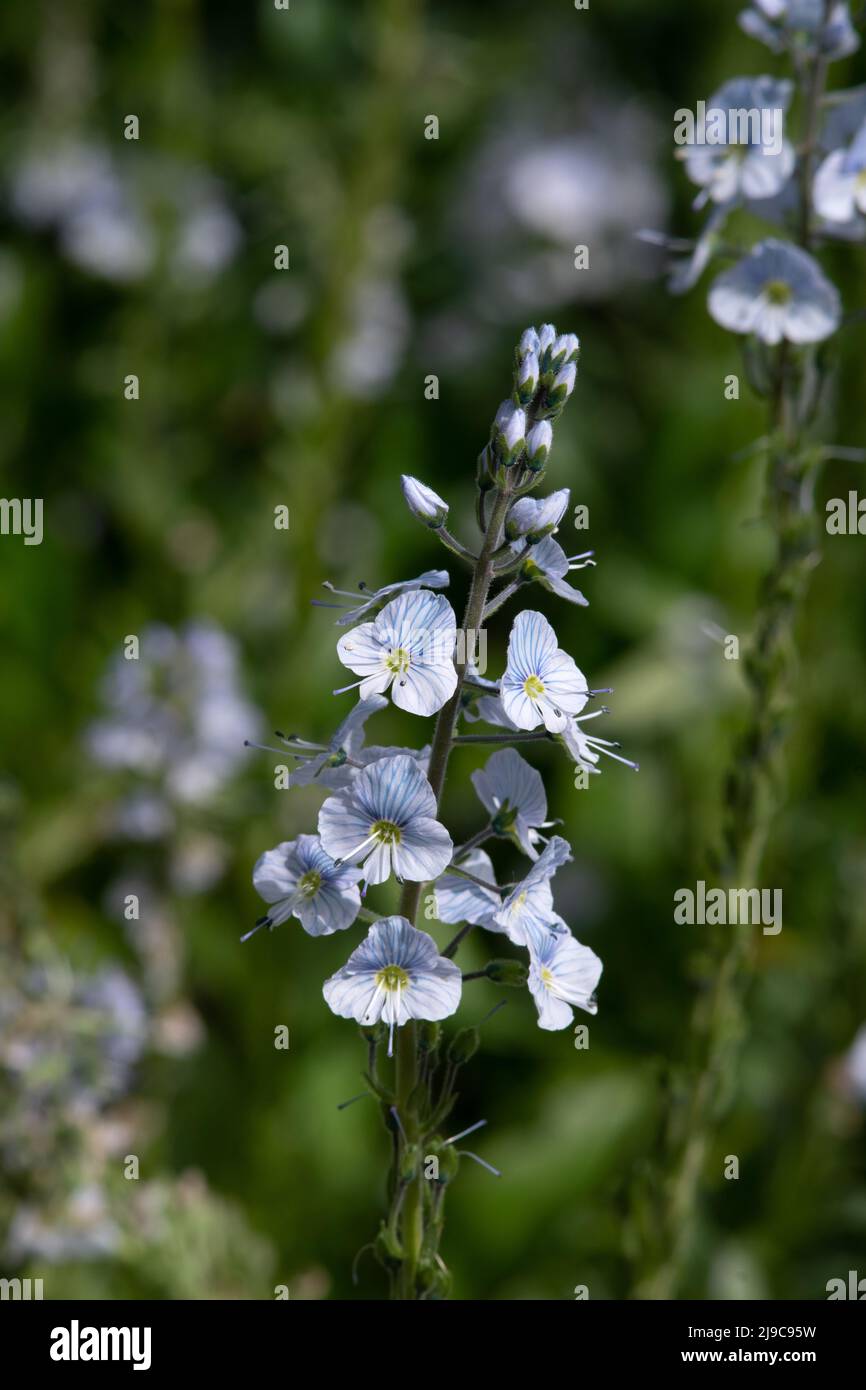 Veronica gentianoides 'Barbara Sherwood' Stock Photo - Alamy