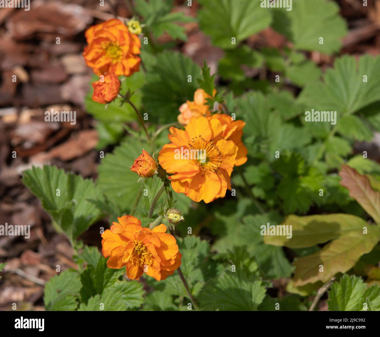 Geum fire storm hi-res stock photography and images - Alamy