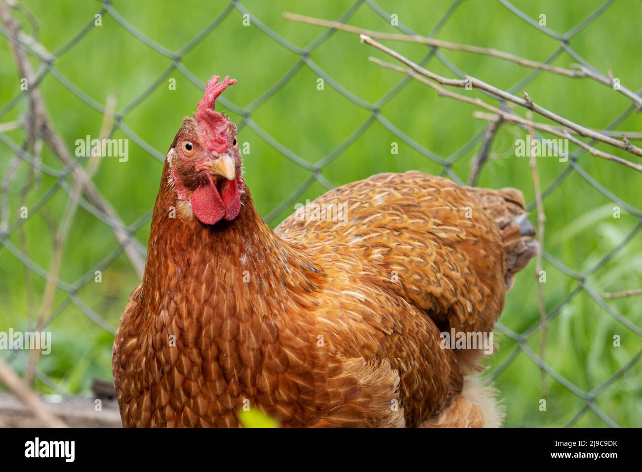 Surprised Chicken