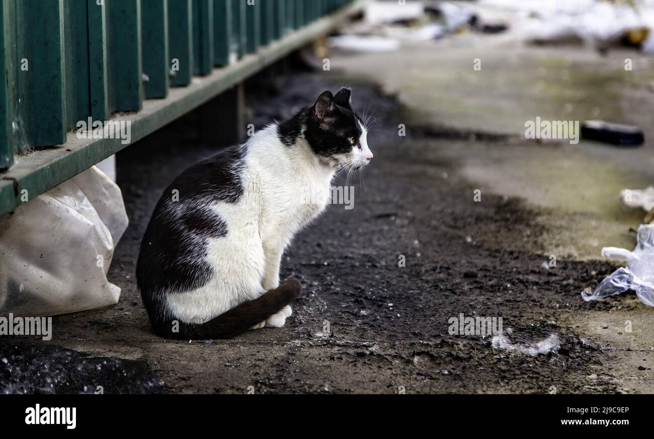 Abandoned street cats, stray animals, pets Stock Photo - Alamy