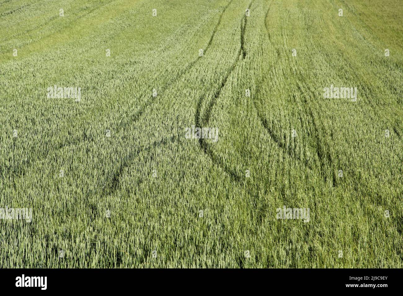Fresh cut grass hi-res stock photography and images - Alamy