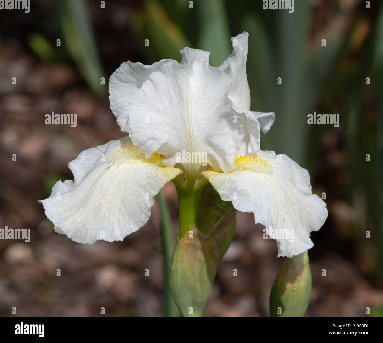 Bearded rhizomatous iris hi-res stock photography and images - Alamy