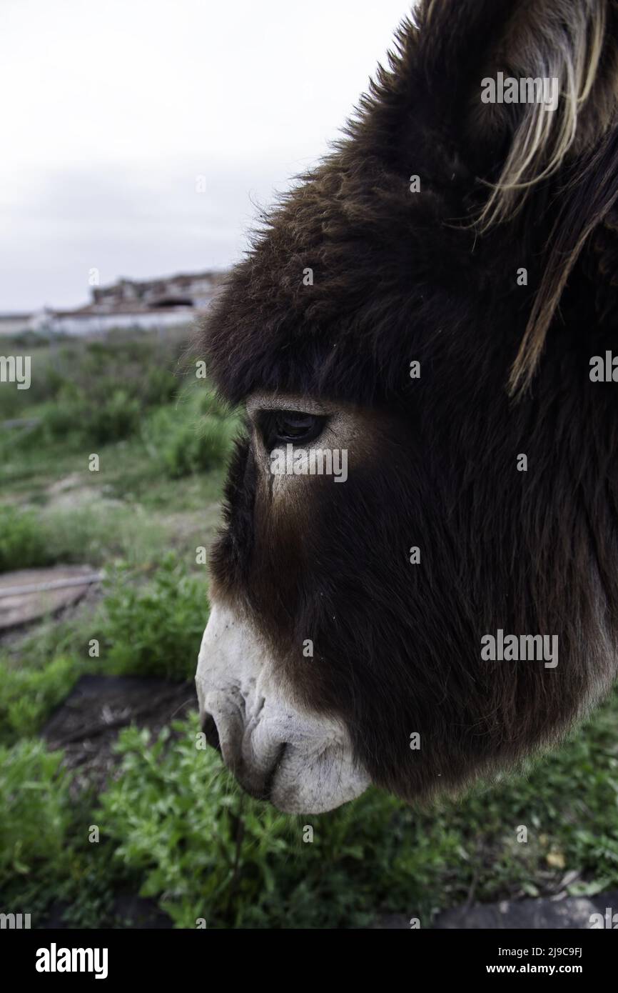 Donkey detail on a farm, animal exploitation Stock Photo - Alamy