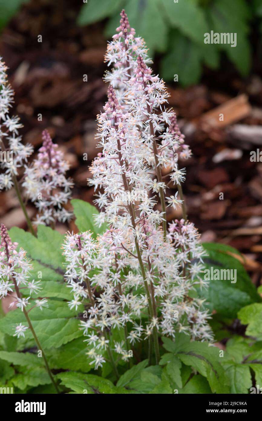 Tiarella hi-res stock photography and images - Alamy