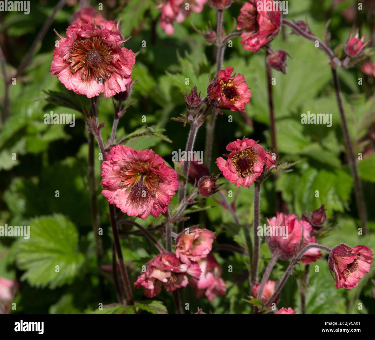 Geum 'Bell Bank' Stock Photo - Alamy