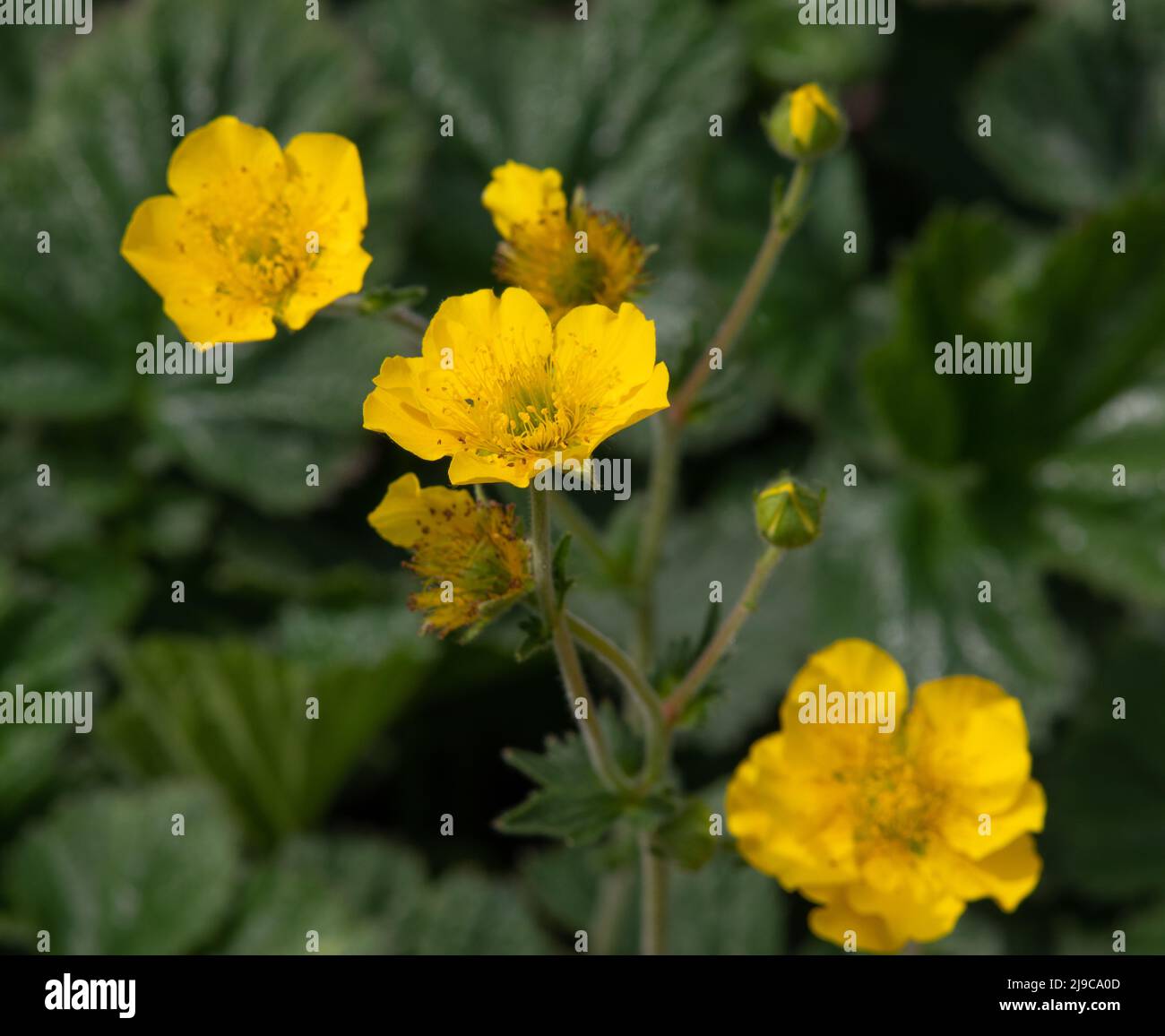 Yellow geum flower hi-res stock photography and images - Alamy