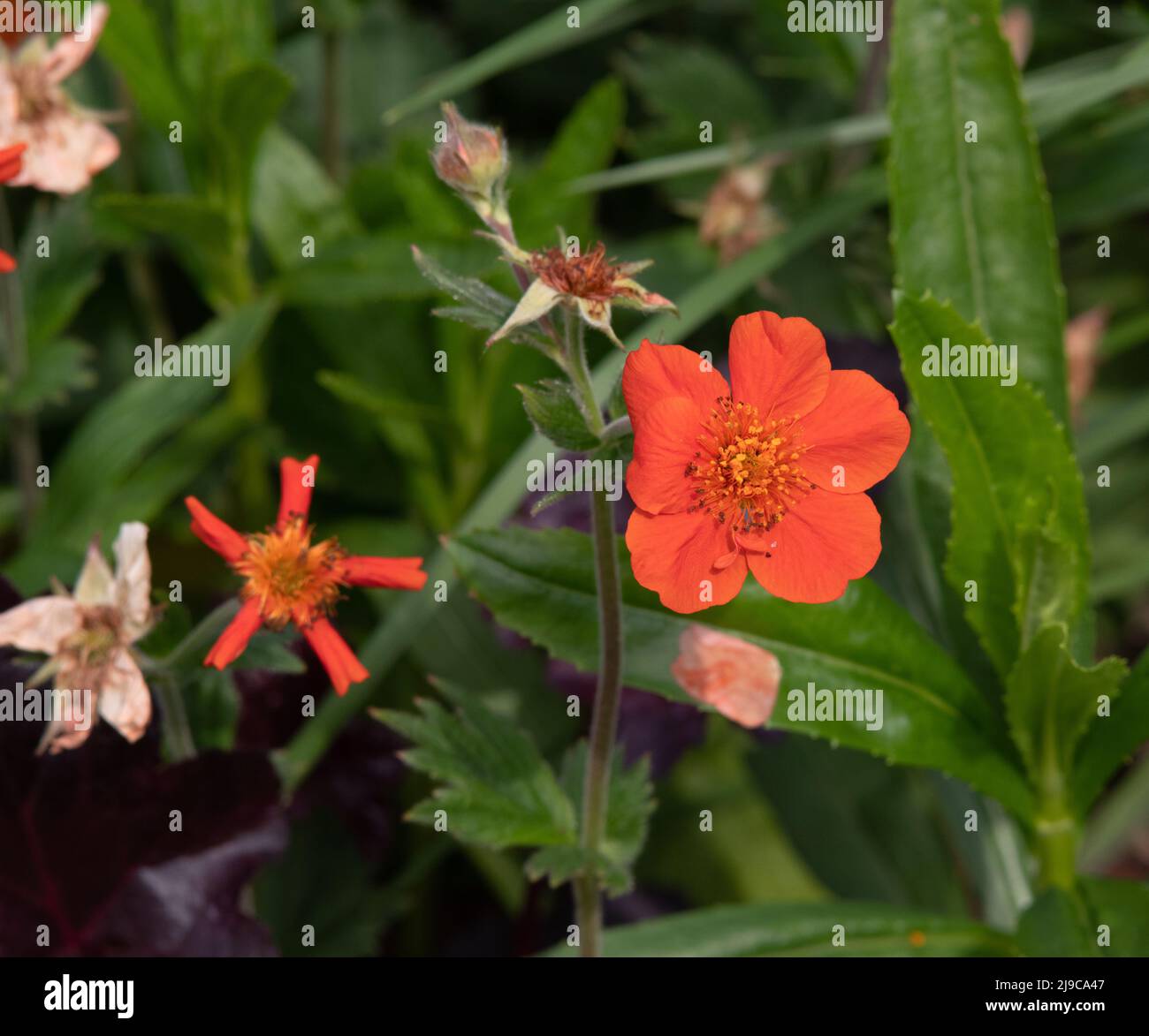 Geum coccinieum cooky hi-res stock photography and images - Alamy