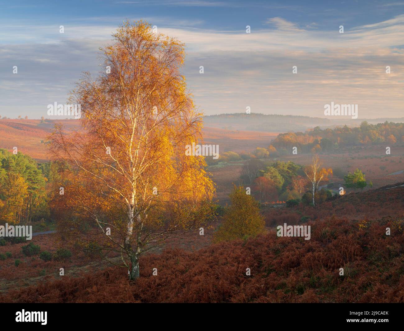 Light hitting tree hi-res stock photography and images - Alamy