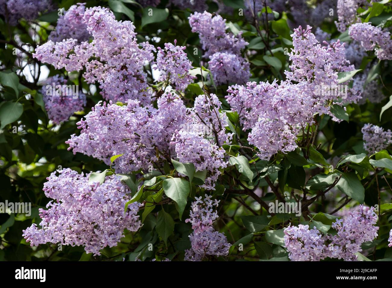 Pretty lilacs hi-res stock photography and images - Alamy