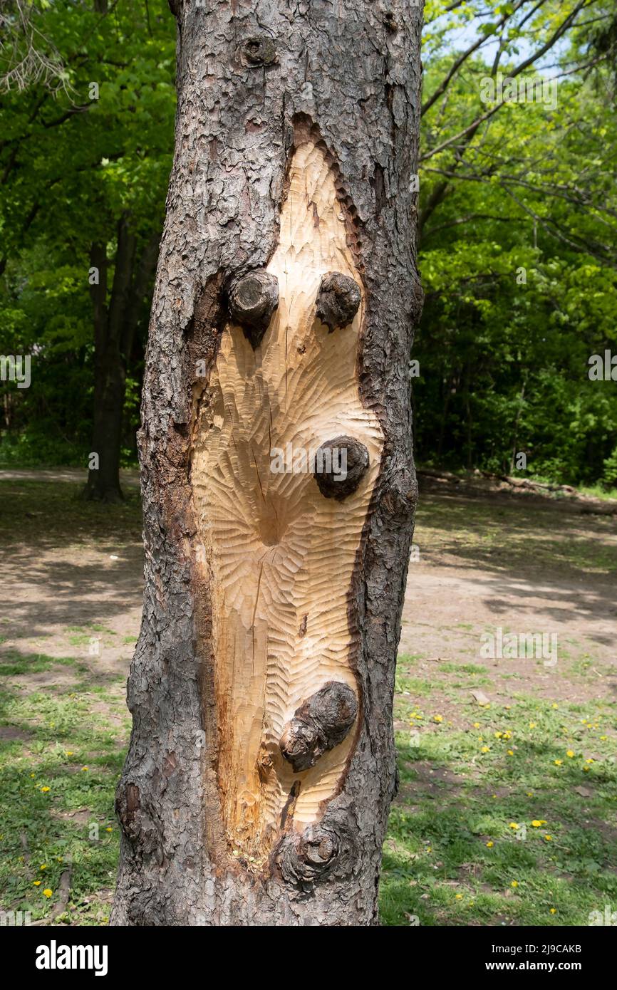 Tree carving hi-res stock photography and images - Alamy