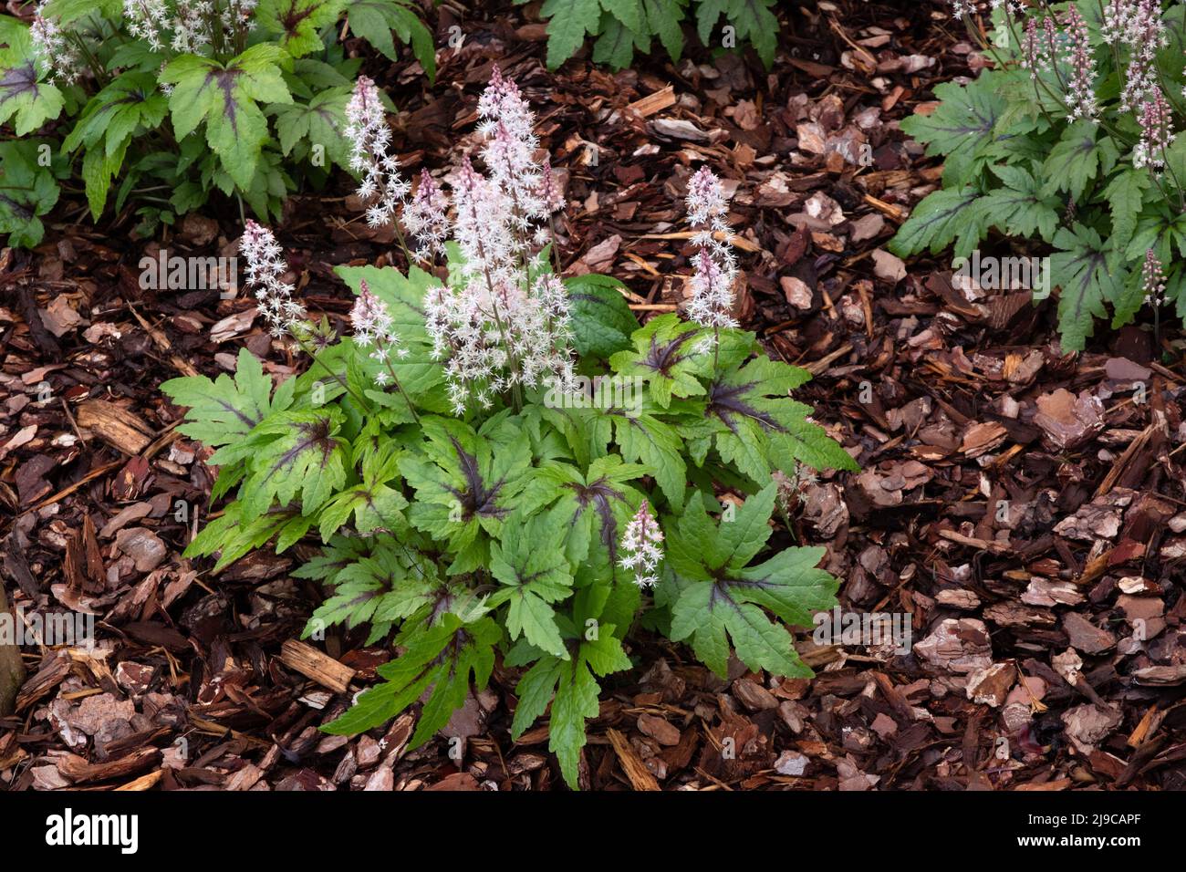 Tiarella hi-res stock photography and images - Alamy