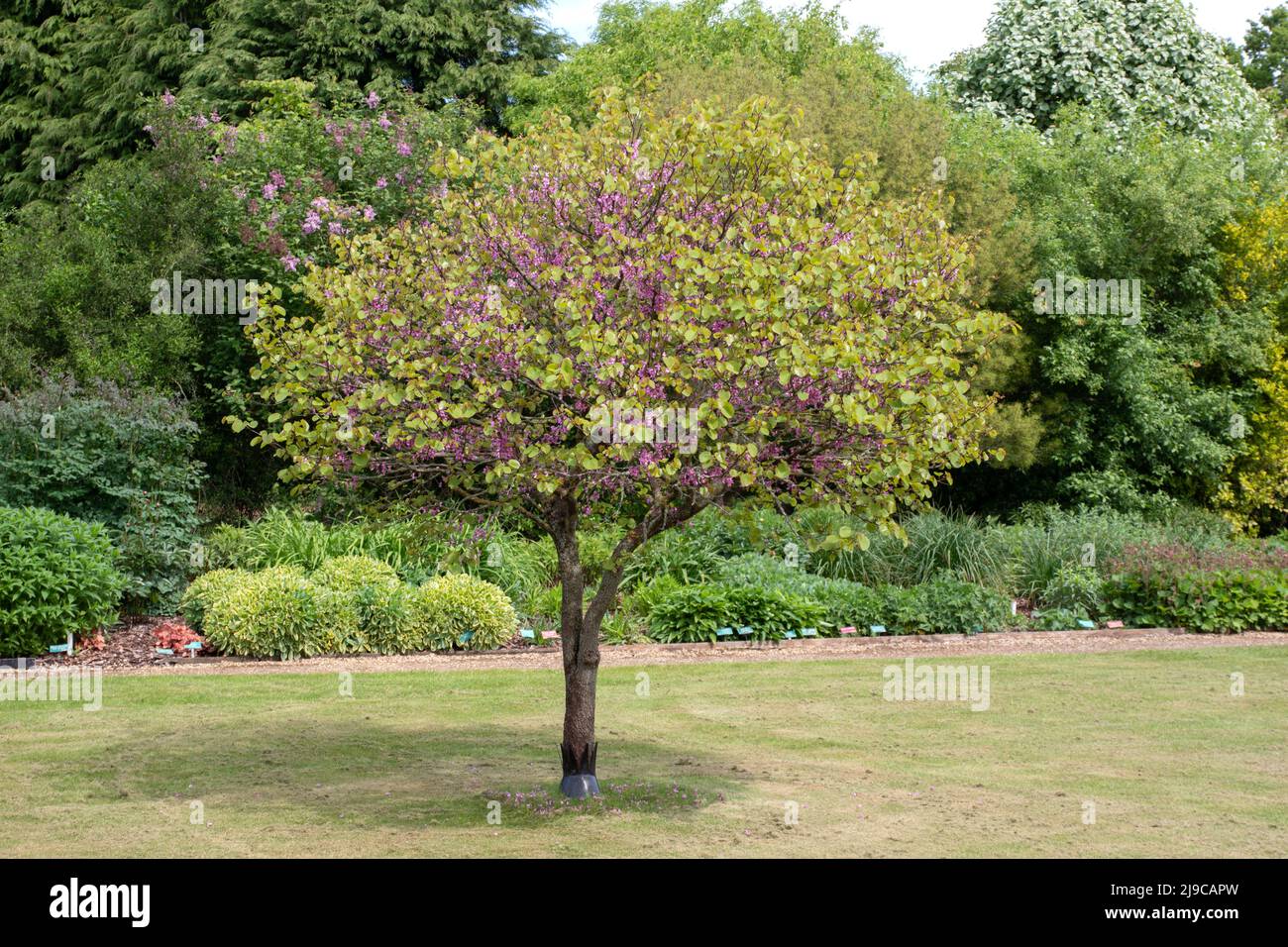 The judas tree hi-res stock photography and images - Alamy