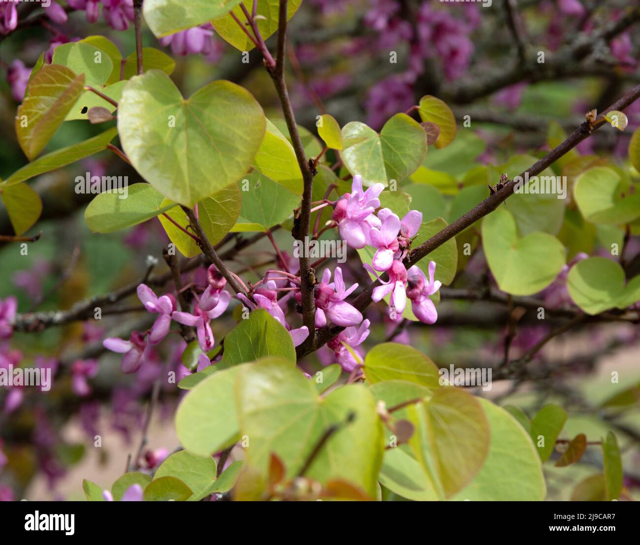Judas tree hi-res stock photography and images - Alamy