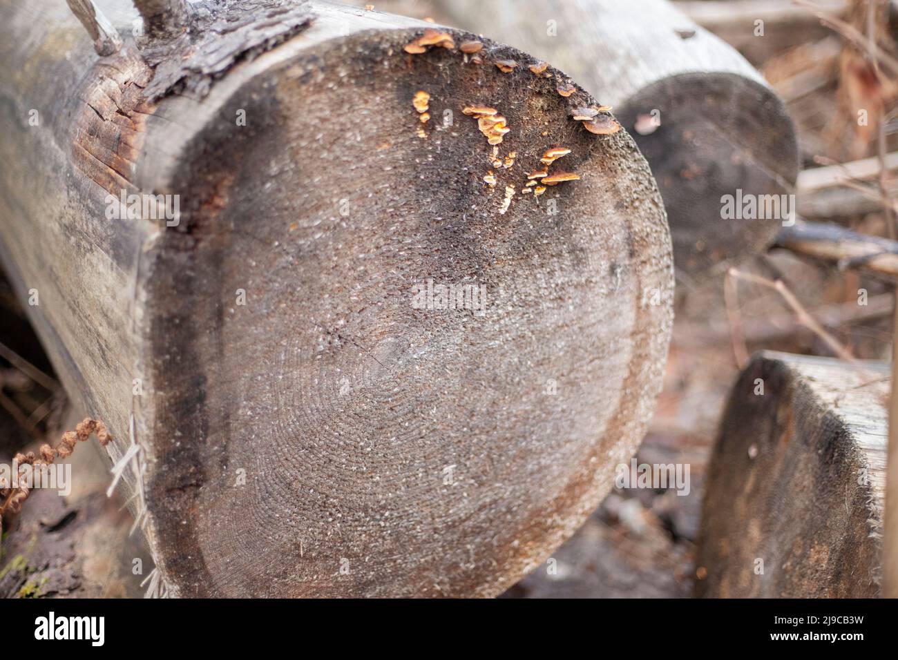 Details of deforestation. Old trees. Dry logs. Fallen tree trunks Stock ...