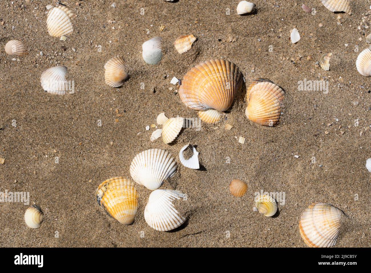 Cockle shells beach hi-res stock photography and images - Alamy