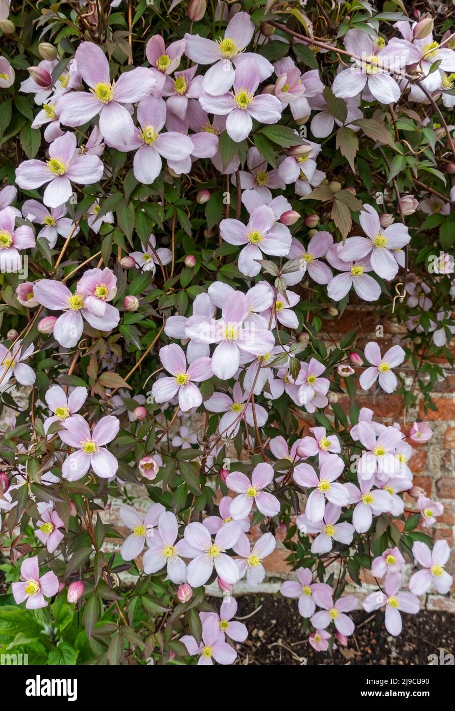 Clematis growing in a garden wall hi-res stock photography and images ...